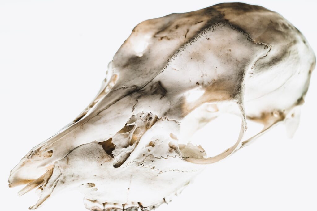 The Mysterious Enigma of Elongated Skulls
