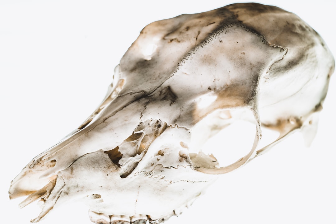 The Mysterious Enigma of Elongated Skulls